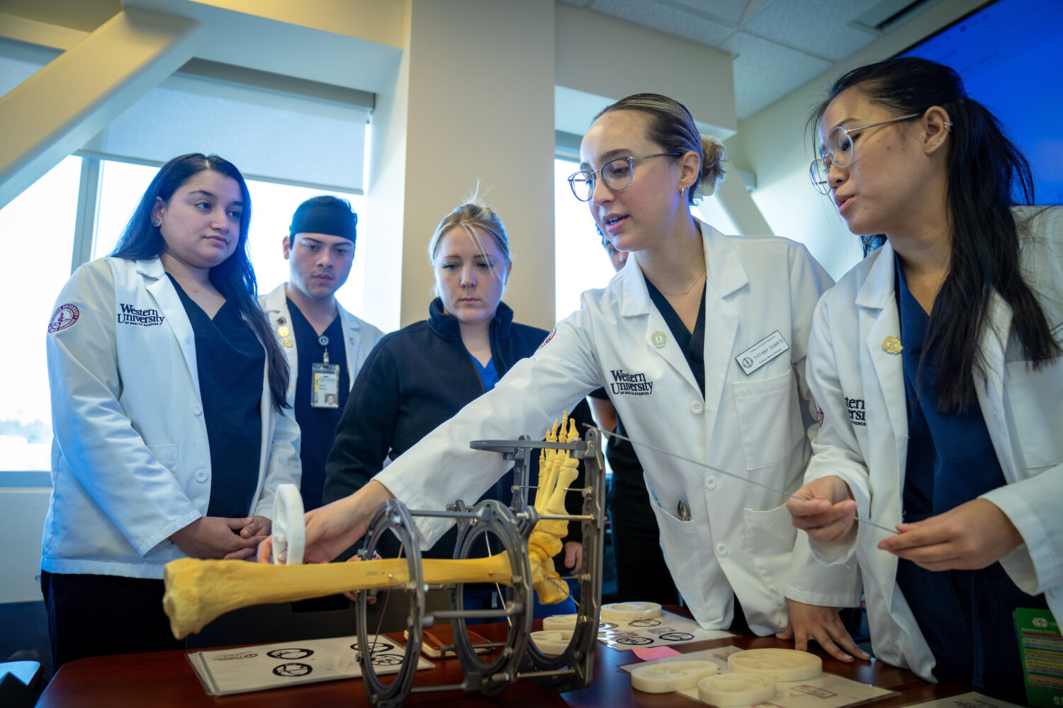 WesternU CPM and CETL collaborate on lower extremity 3D models to ...