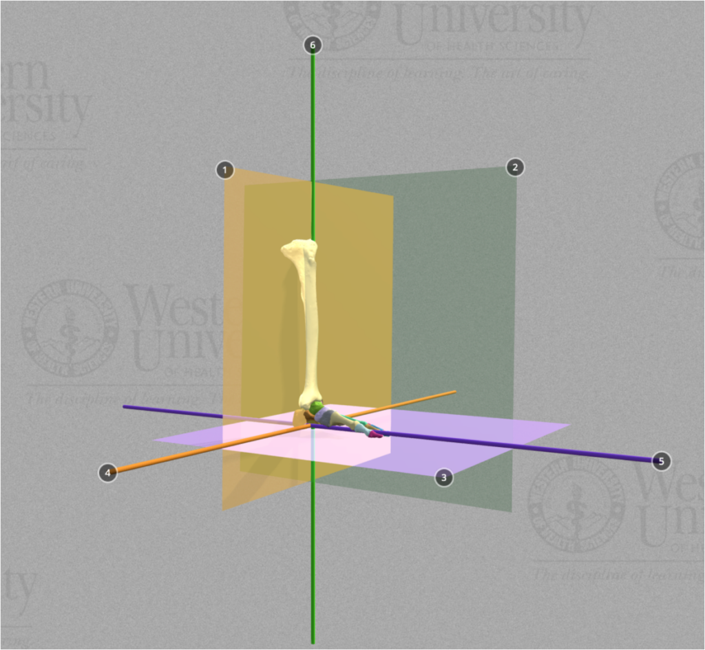 WesternU CPM and CETL develop 3D animations depicting lower extremity ...